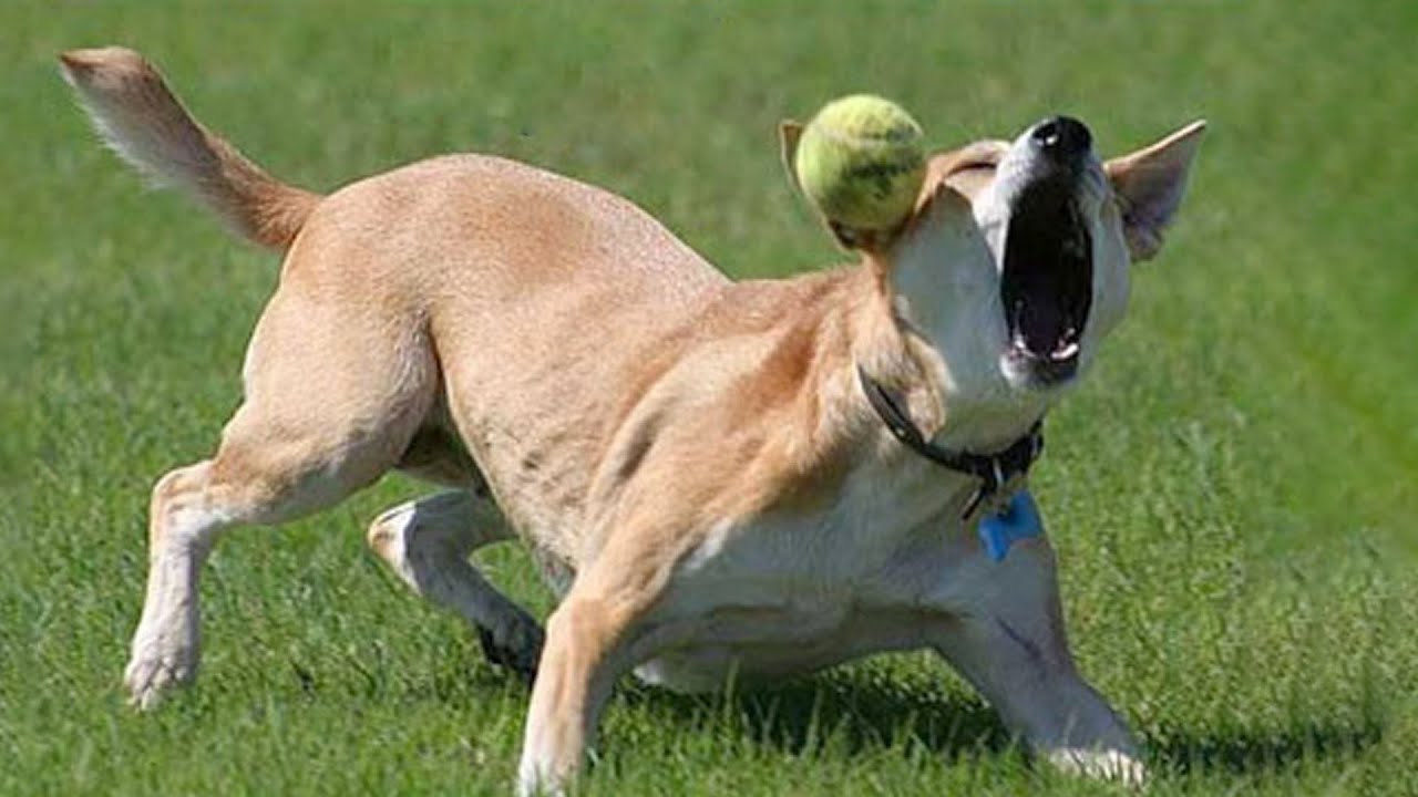 The Funniest Dog Fails Moments Ever Caught on Camera - YouTube