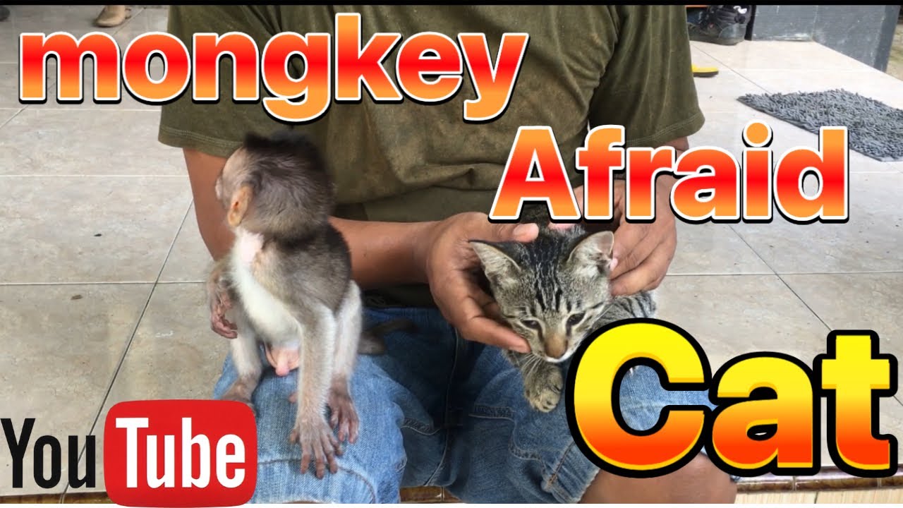 first encounter monkey with cat - YouTube