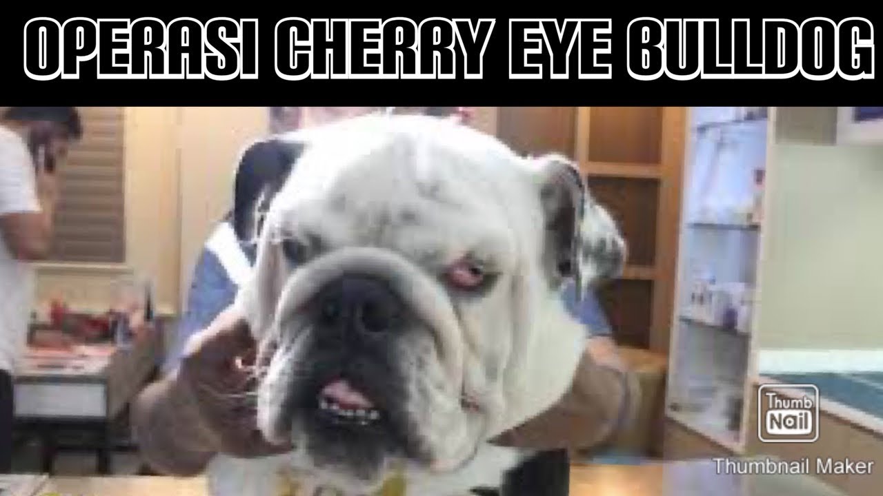 OPERASI PENGOBATAN CHERRY EYE ENGLISH BULLDOG - YouTube