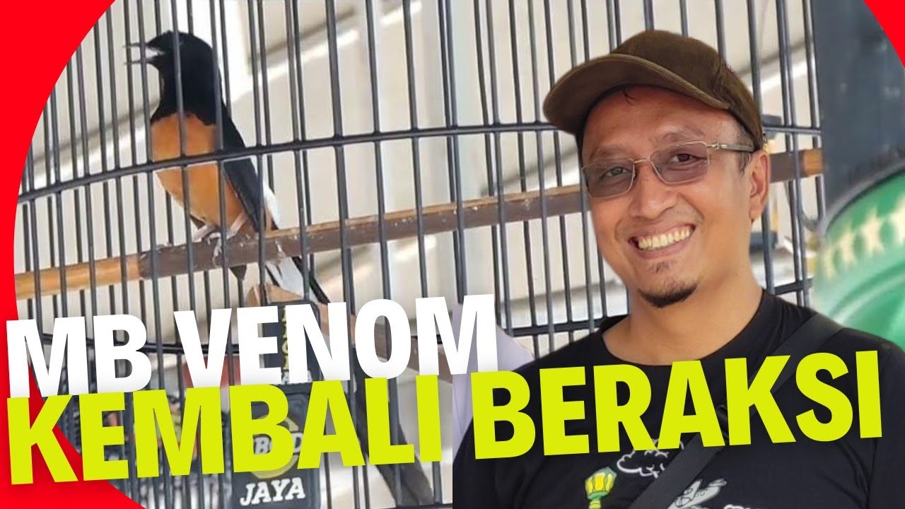 PEMANASAN PASCA MABUNG, MB VENOM JAGOANNYA Mr. ARYA YUDHA SSK 708, MULAI KEMBALI KE PERFORMA ...