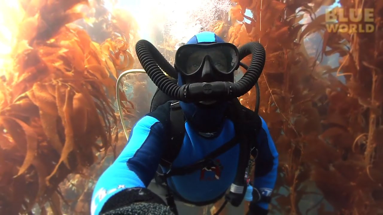 Kelp Forests | JONATHAN BIRD'S BLUE WORLD - YouTube