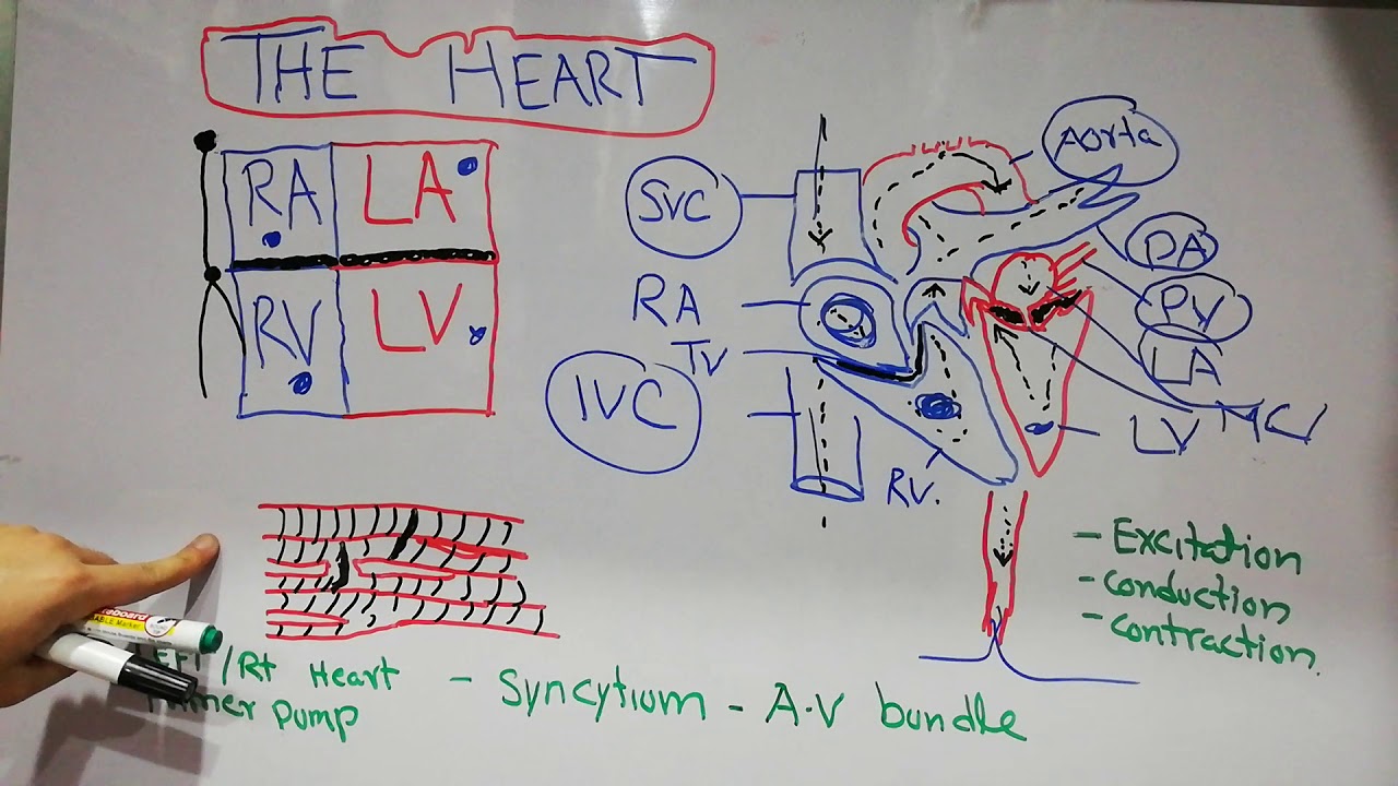 The cardiovascular system (CVS) physiology lecture 1. The human heart ...
