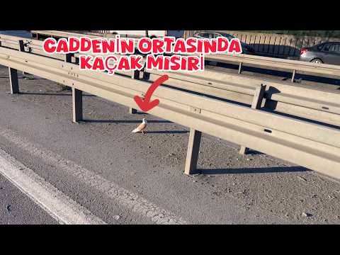 OTOBANIN ORTASINDA EFSANE KAÇAK ( KIPIRDAMA ARABA VURACAK SANA )