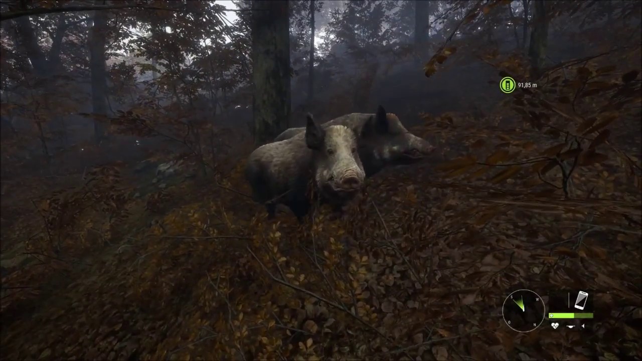 theHunter: Call of the Wild - Wild Boar's do it wild! - YouTube