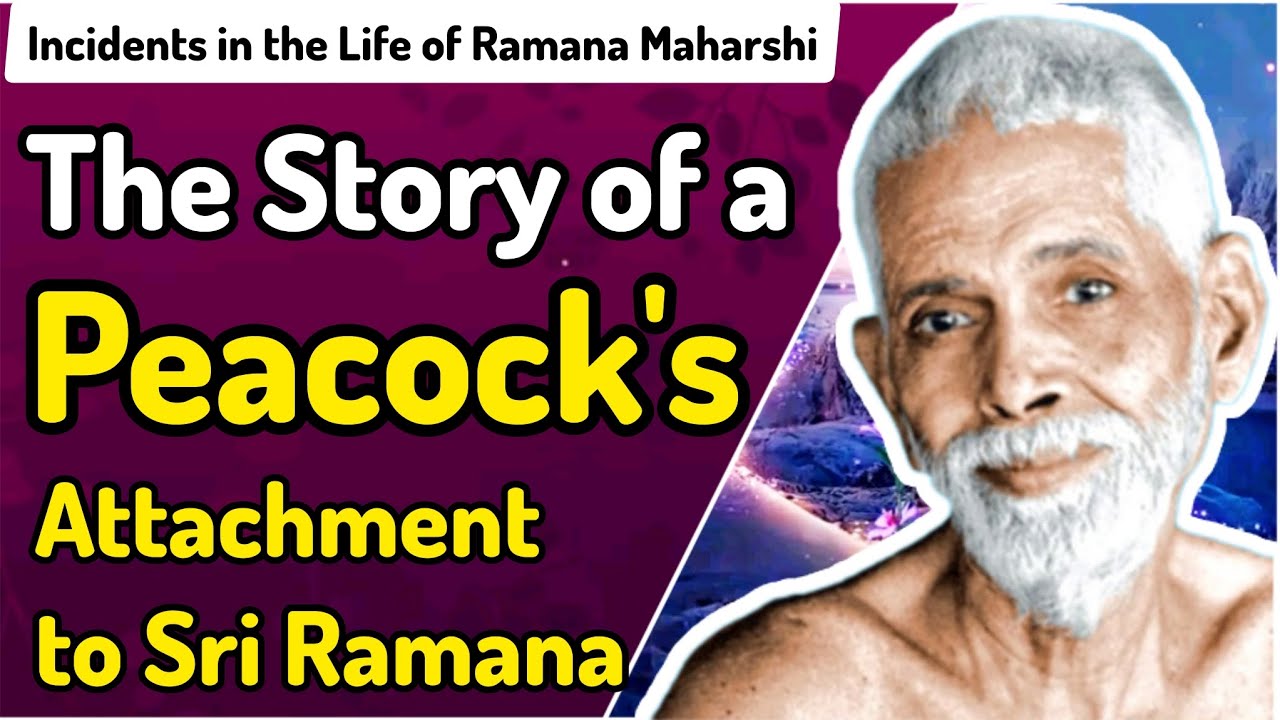 The Story of a Peacock's Attachment to Ramana Maharshi || Ramana ...