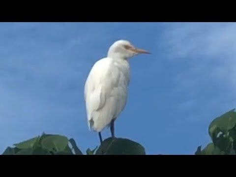 Nature and birds /great white Egret/ #sudu #koka #bird - YouTube