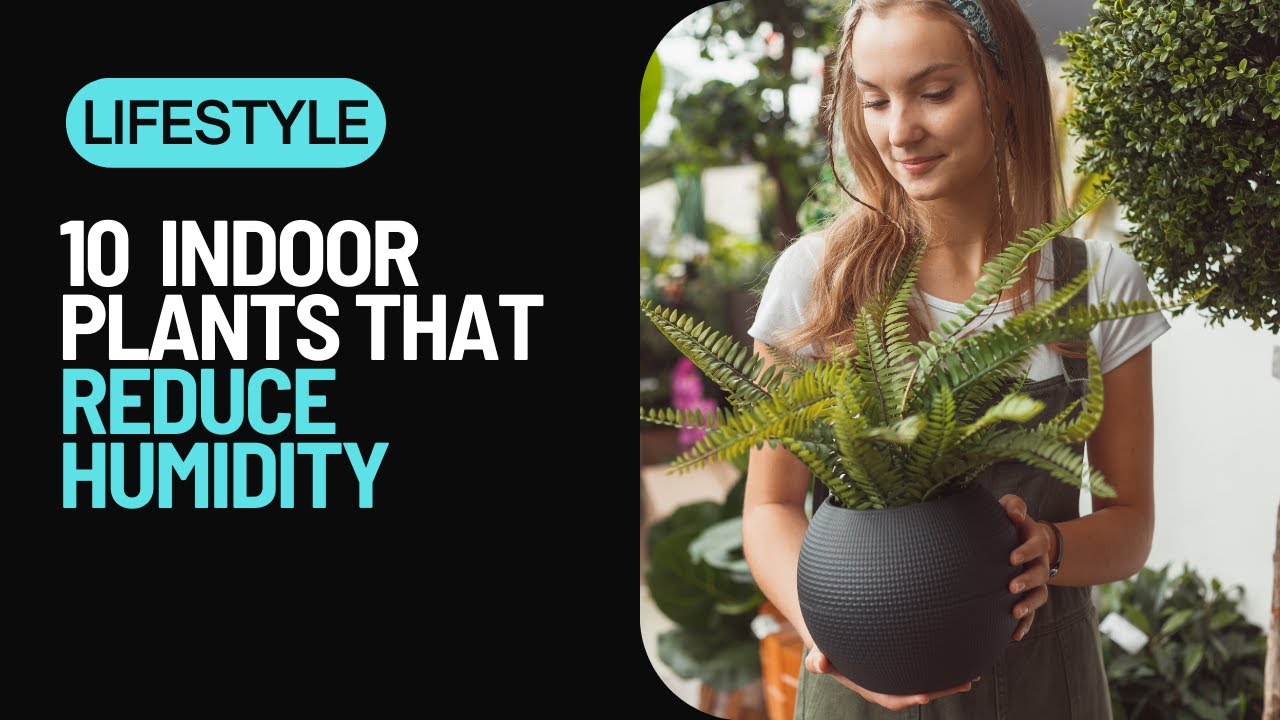 🌿 Green Dehumidifiers 🌿 10 Indoor Plants That Naturally REDUCE HUMIDITY ...