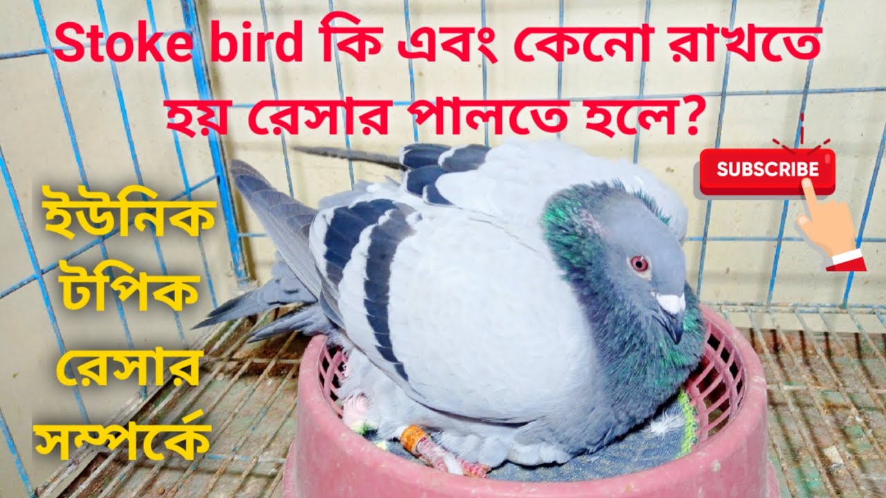 Stoke bird কি এবং কেনো রাখতে হয় রেসার পালনে ...