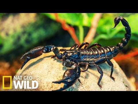 Scorpions dangereux  - Armures Animales