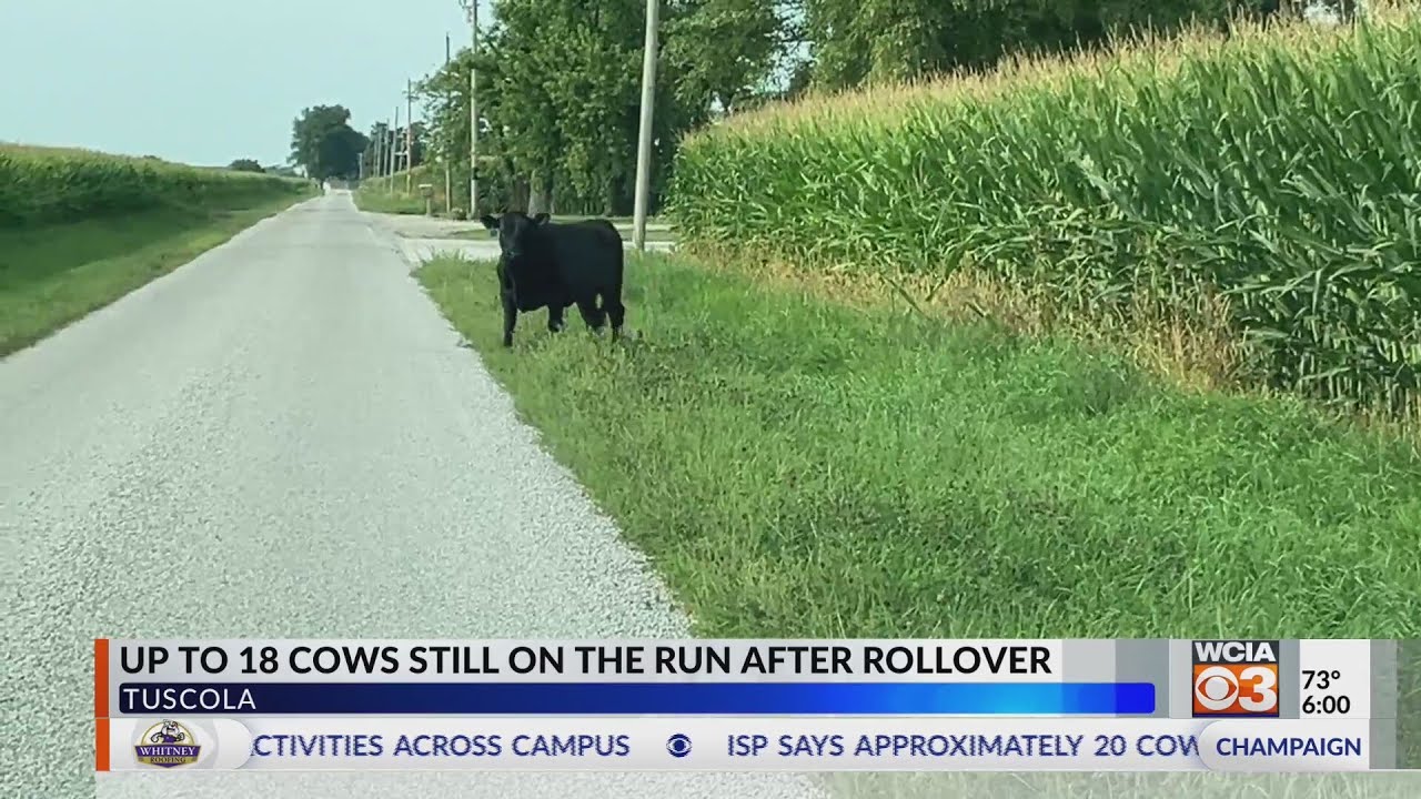 Up to 18 cows still on the run in Douglas Co. as search efforts ...