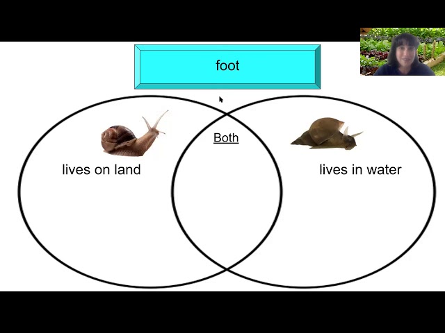 Water Snail Diagram Snail Anatomy Hi Res Stock Photography And Images