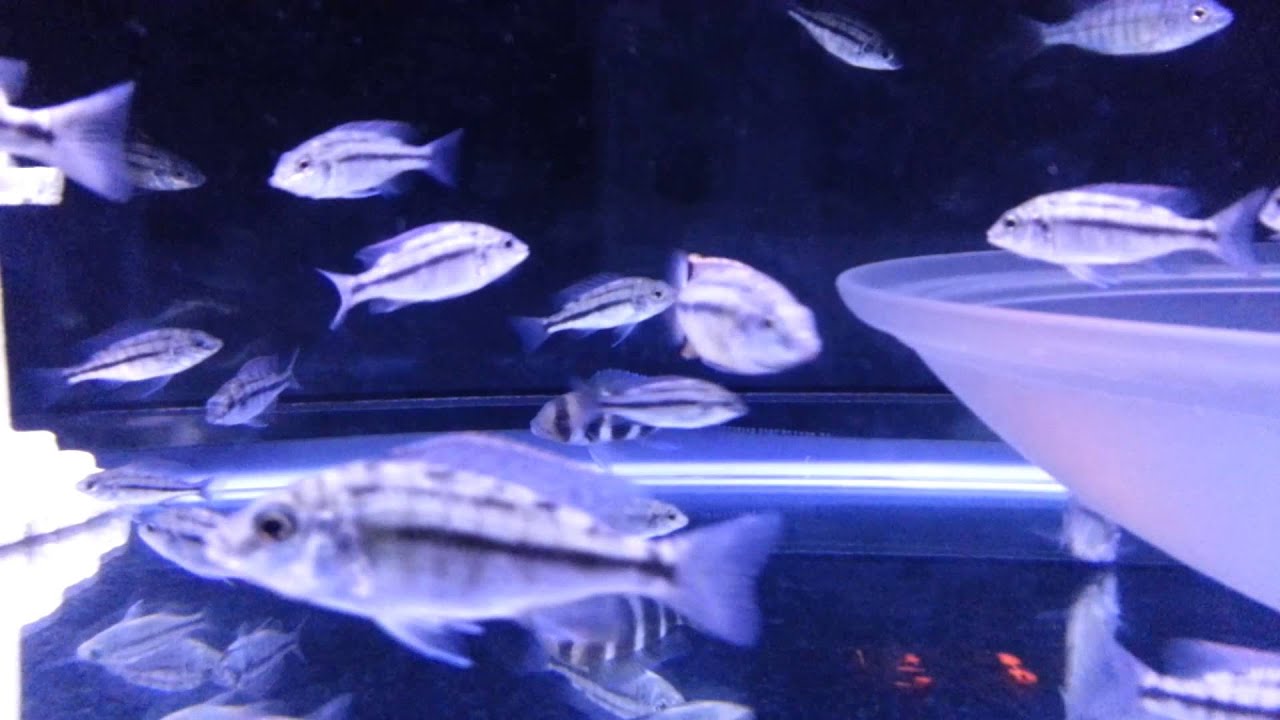 Baby Red Empress Cichlid