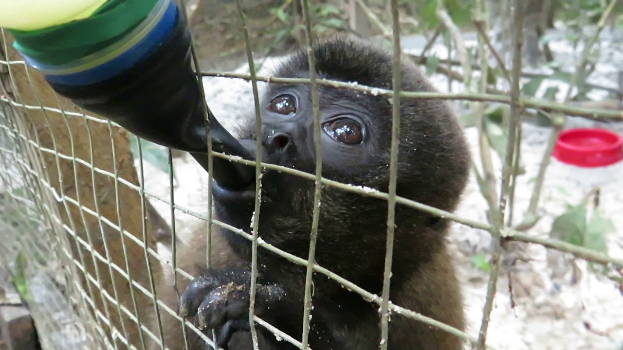 Rescued baby Woolly Monkey loves getting bottle-fed - YouTube