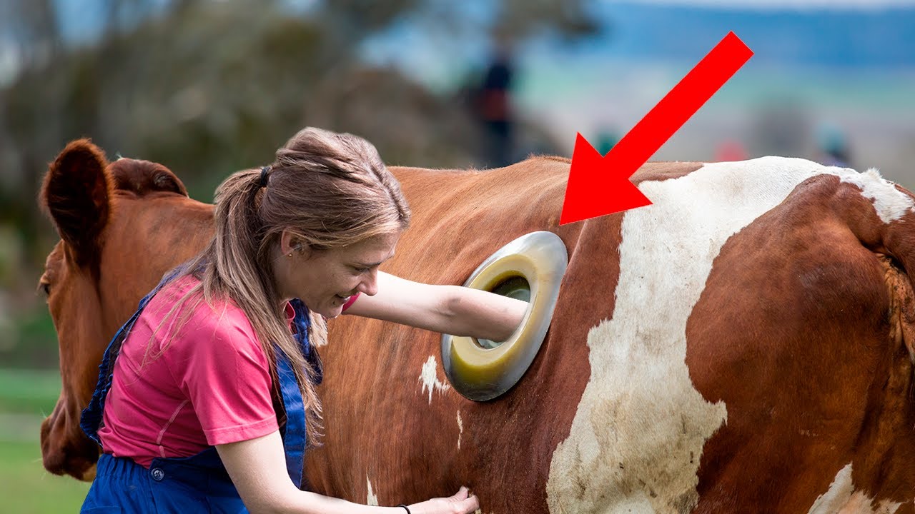 10 Most Bizarre Creatures Created By Science! - YouTube