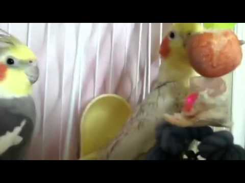 Scared Birds - YouTube