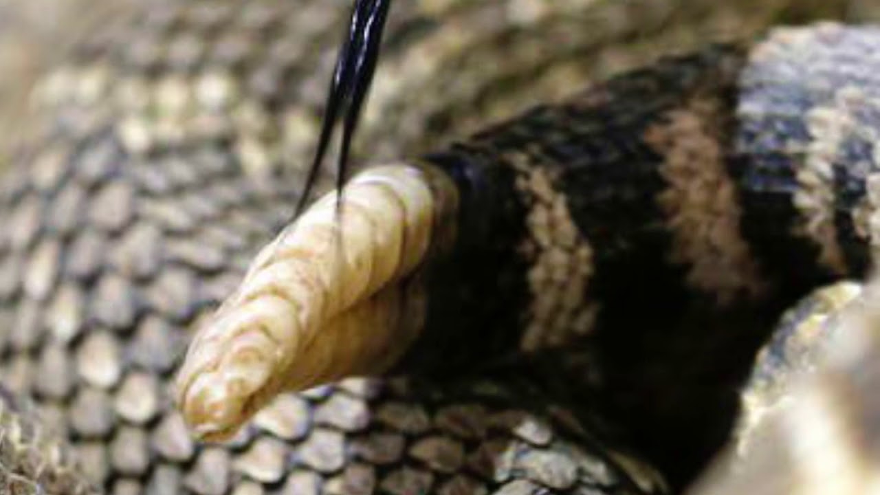 Drama nunchi-snake - YouTube