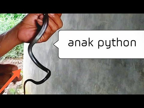 ANAK PYTHON,MANJA DIEVAKUASI - YouTube