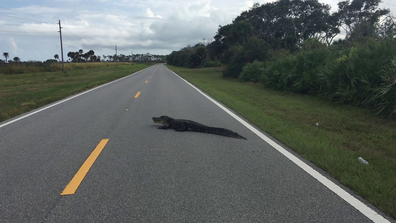 Huge Alligator Hisses at Bystanders While Blocking Florida Highway ...