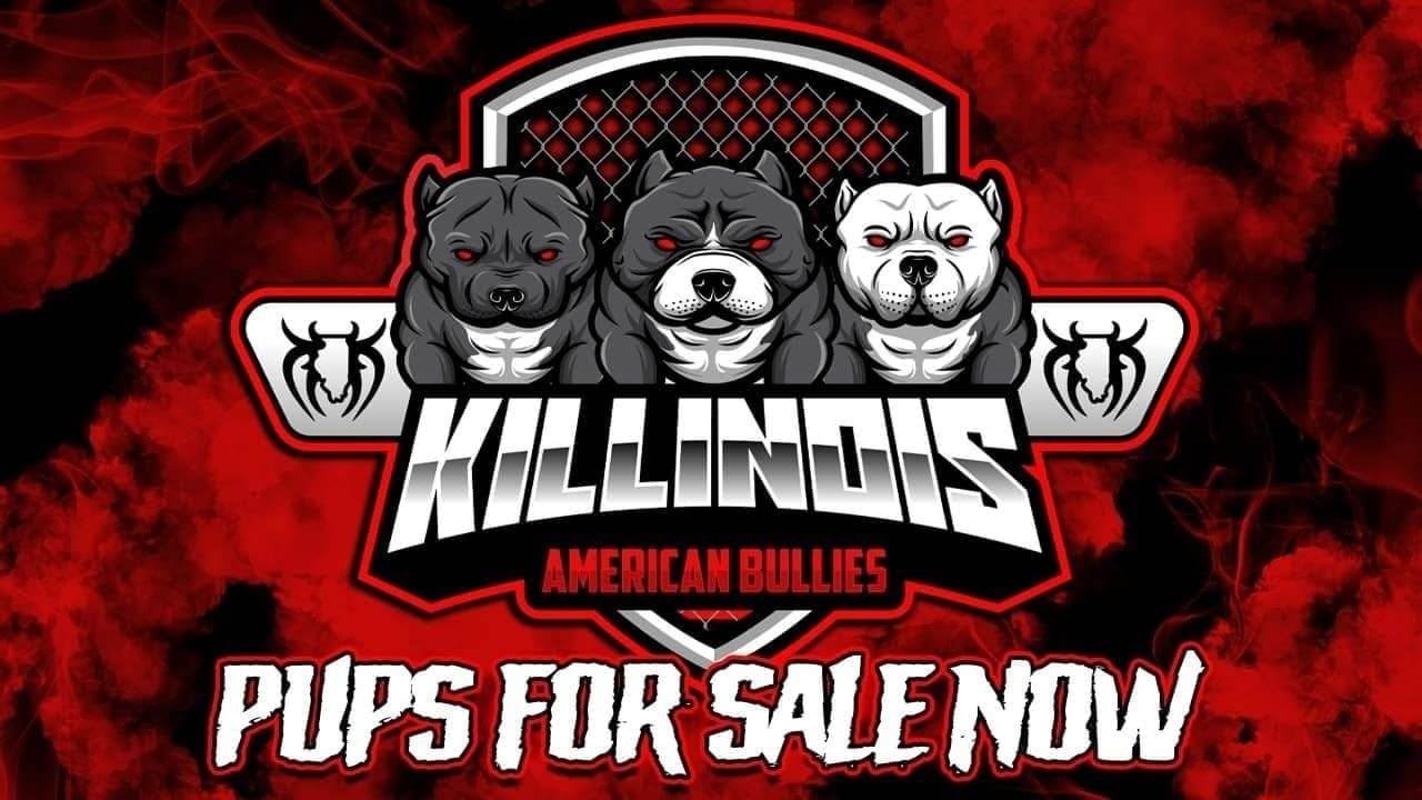 CALL NOW!!!!!! AMERICAN BULLY PUPPIES LIVE AND AVAILABLE!!!! - YouTube