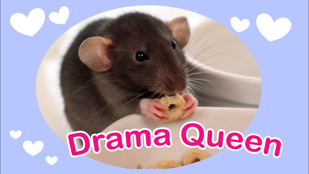Pet Rats Being Dramatic (+sound effects & voice over) - YouTube