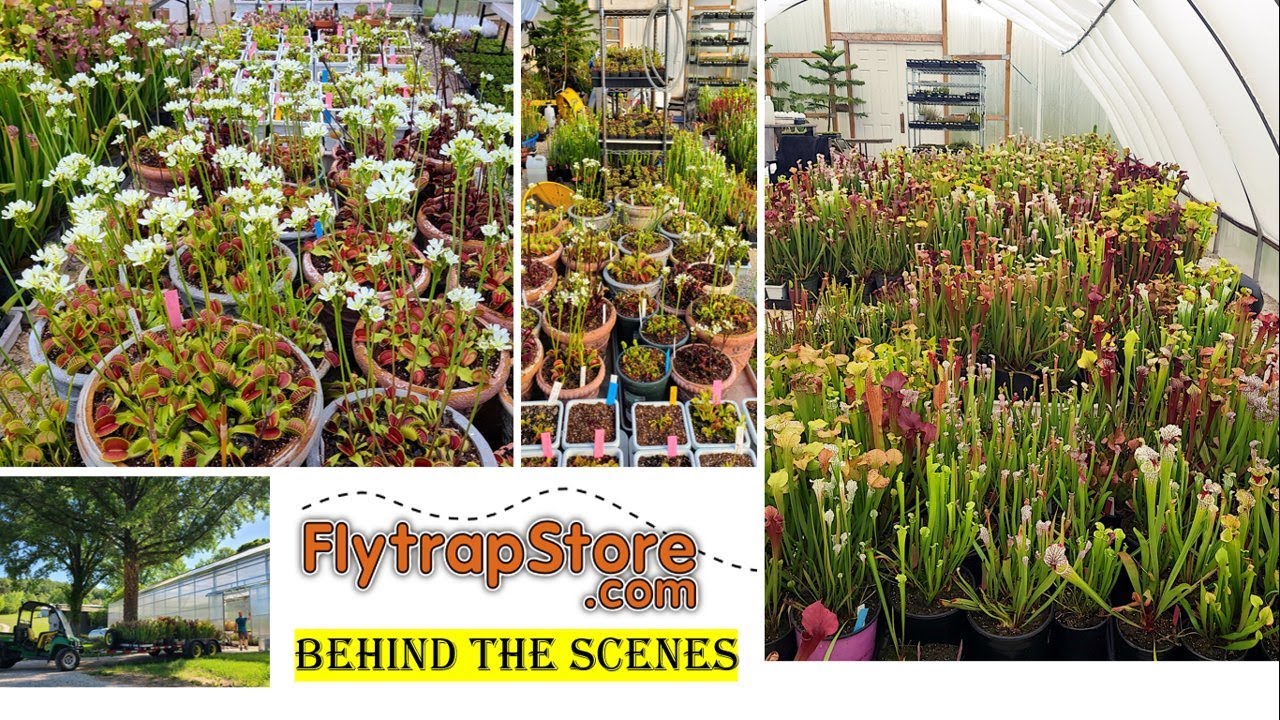 Behind the Scene Tour of FlyTrapStore.com with Matt Miller - YouTube
