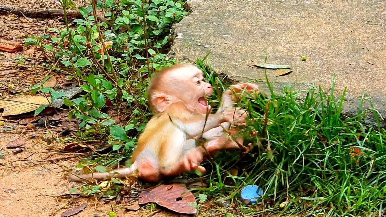 most million pity! baby monkey Leo crying loudly for hearing to mommy ...
