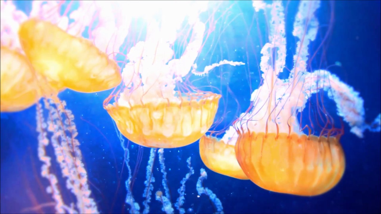 Jellyfish - YouTube