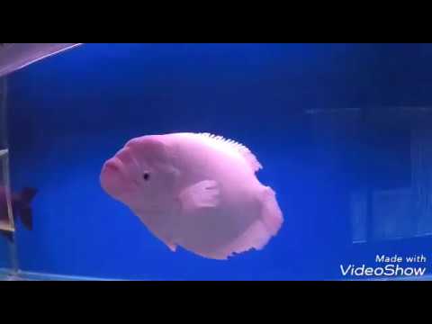 PUGAD ADVENTURE POOLS AND MINI ZOO - YouTube