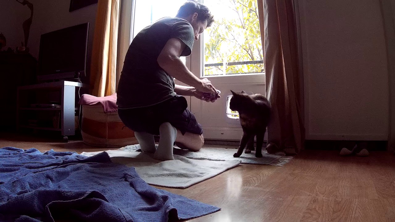 cat flap training....... - YouTube