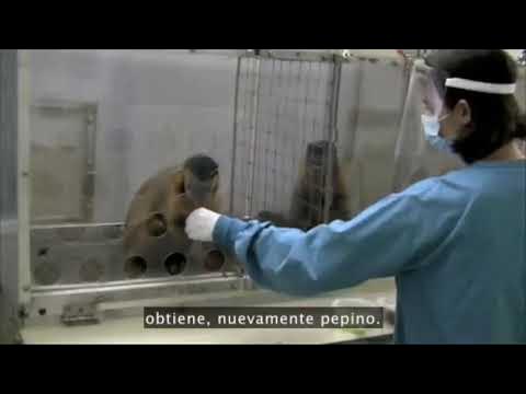 Experimento Dr. Frans de Waal - YouTube