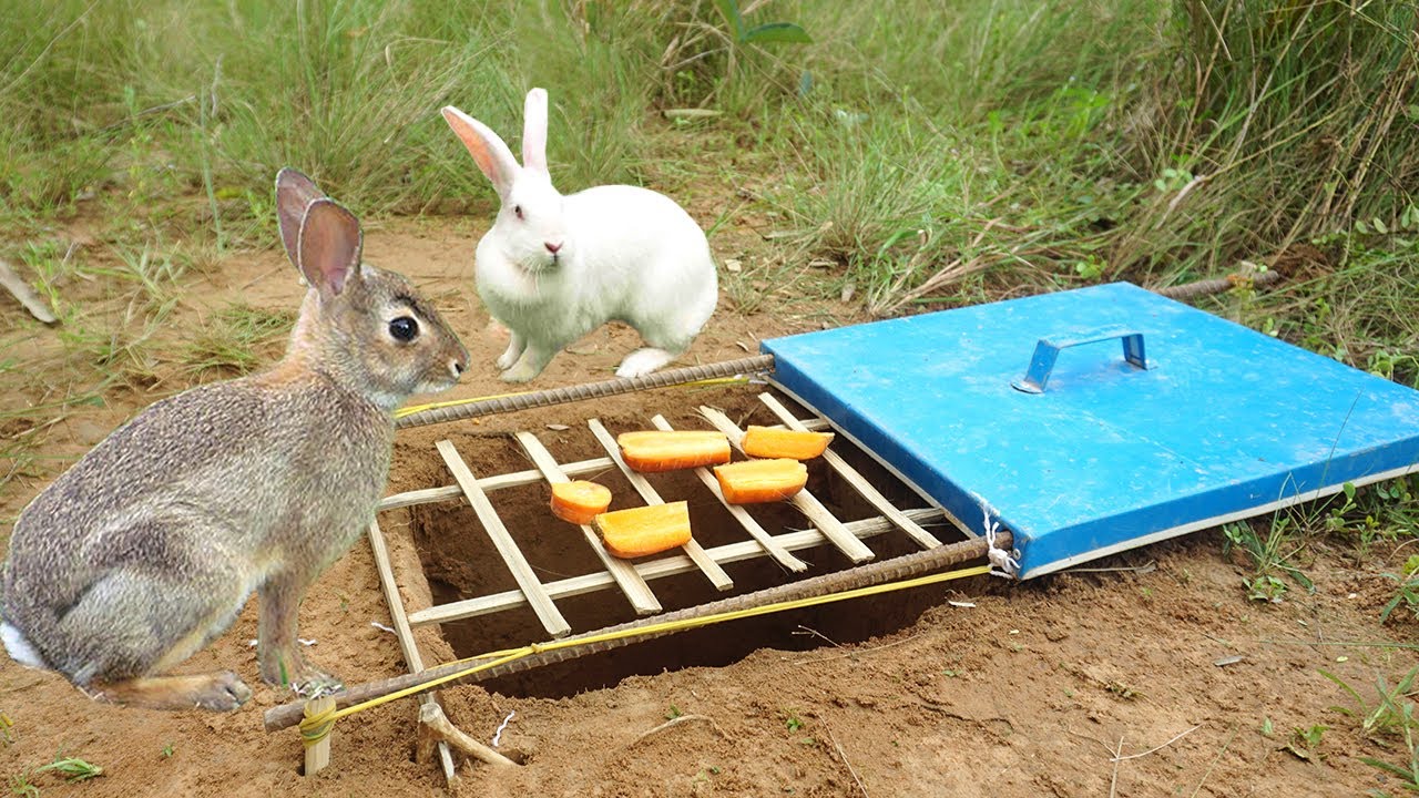 Build Simple Unique Wild Rabbit Trap Make From Deep Hole With Cover Jar ...
