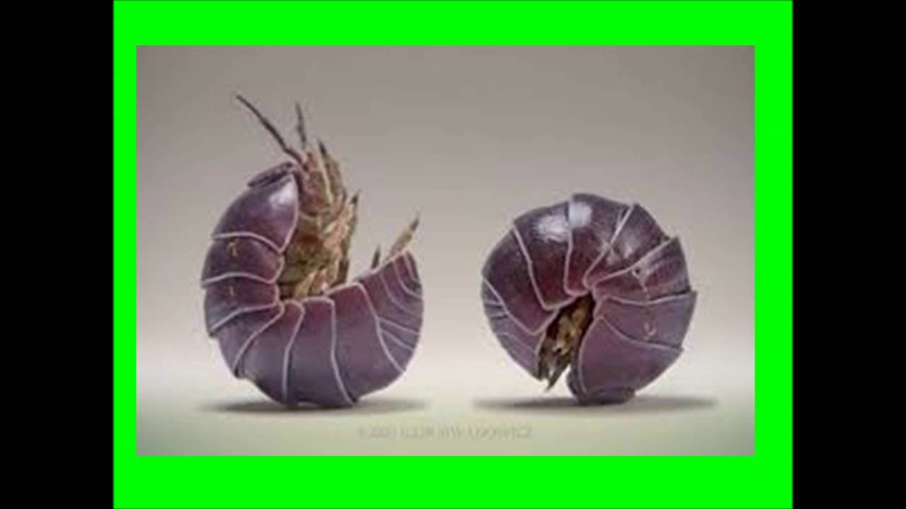 Bichos bolita. - YouTube