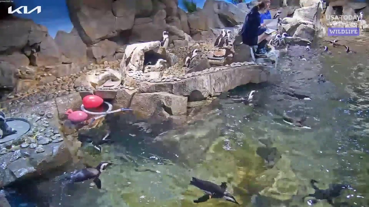 A live look at African penguins from the Georgia Aquarium