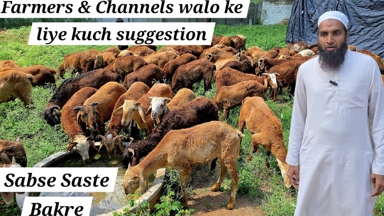 Sabse sasta rate pure Telangana potla in moinabad halal zibah | online ...