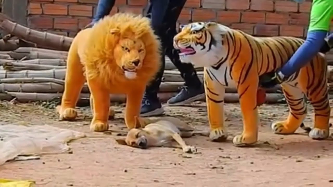 Fake Lion Prank to Dog Funny Video Clips vidz02 - YouTube