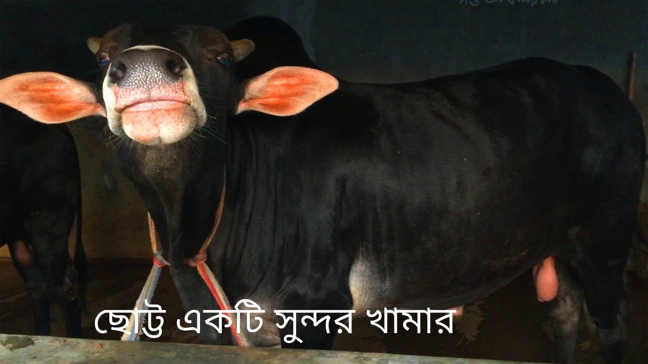 Cow farm in Bangladesh | How To Start Dairy Farm Business | Small cow ...