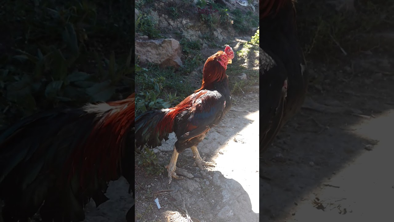 Asil rajah - YouTube