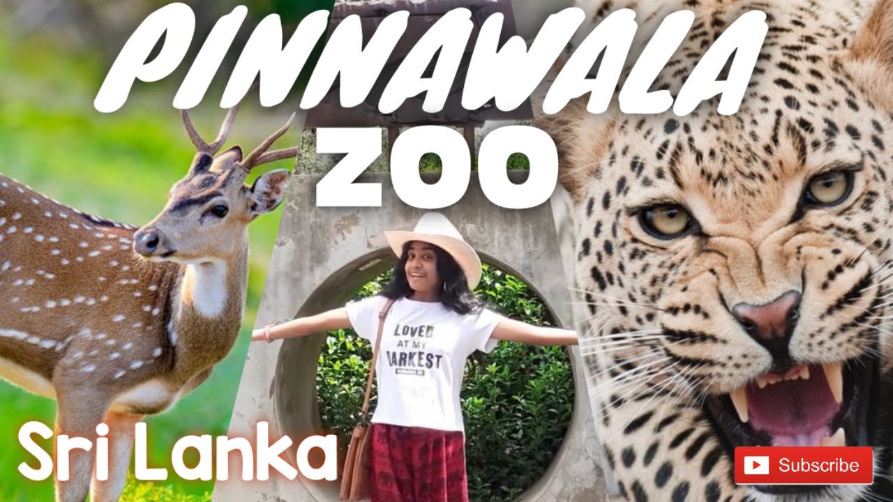 Pinnawala zoo Sri Lanka | Pinnawala travel Sri Lanka | Pinnawala zoo ...