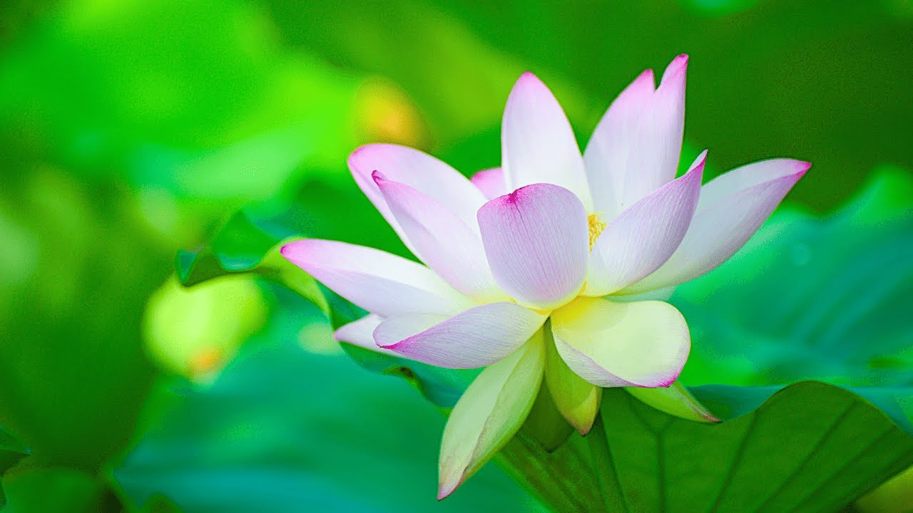 Relaxing Piano Music with Bird Sounds and Calming Water: Nature’s ...