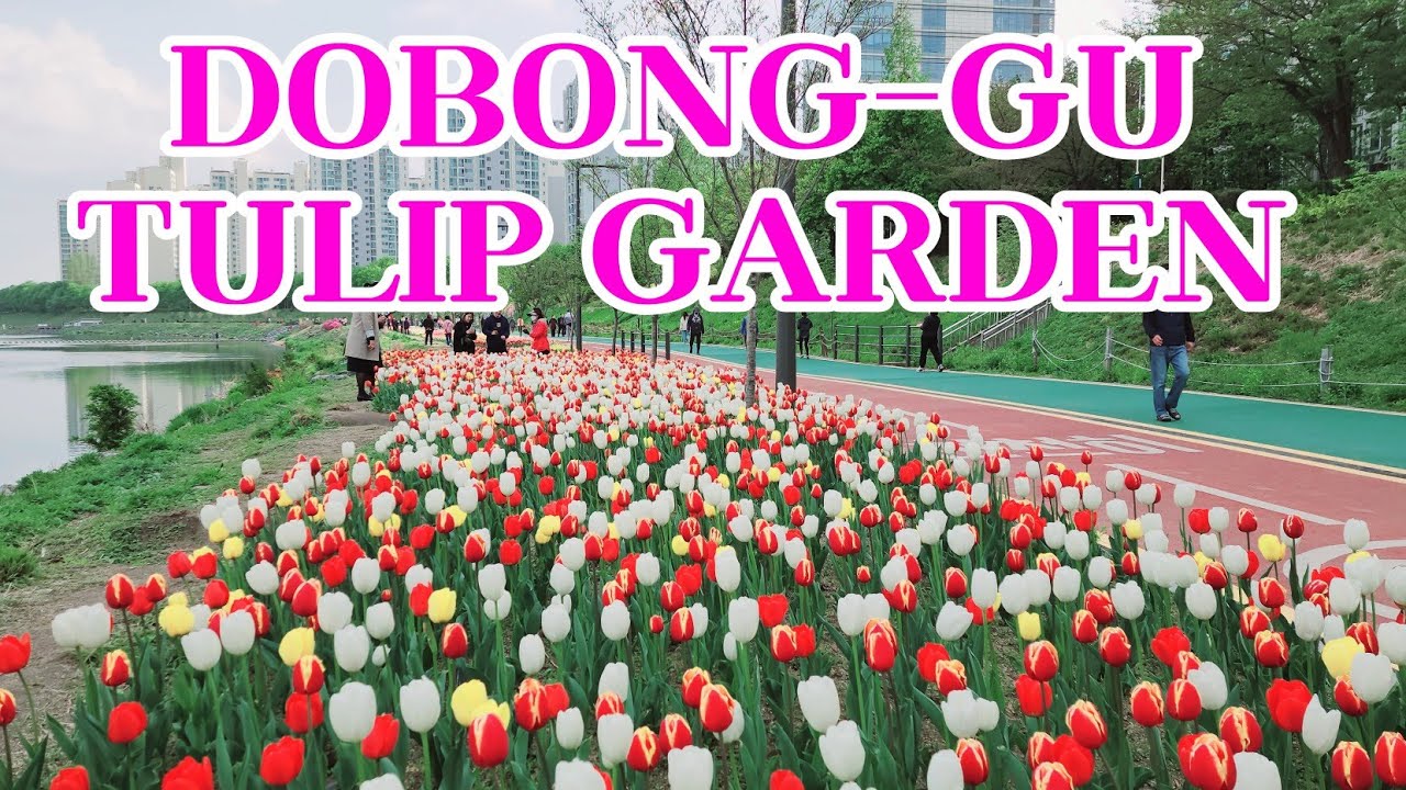 EXPLORING DOBONG-GU BEAUTIFUL TULIP GARDEN 🌷#spring2023 #tulipgarden ...