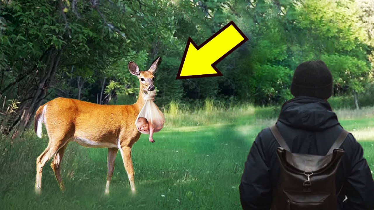 Deer Refuses to Let Baby Go, Ranger’s Tears Flow When He Discovers the Heartbreaking Reason ...