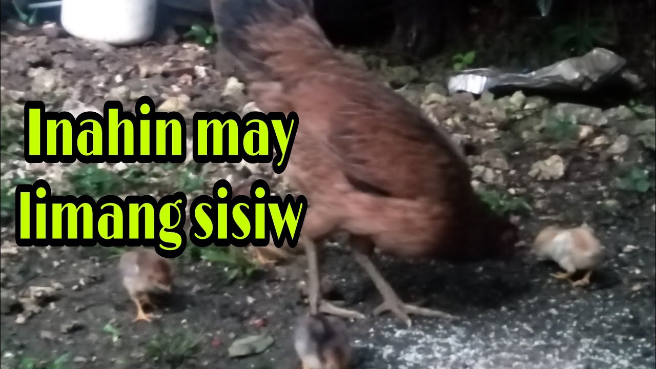 Ang aking Inahing manok may limang sisiw... - YouTube