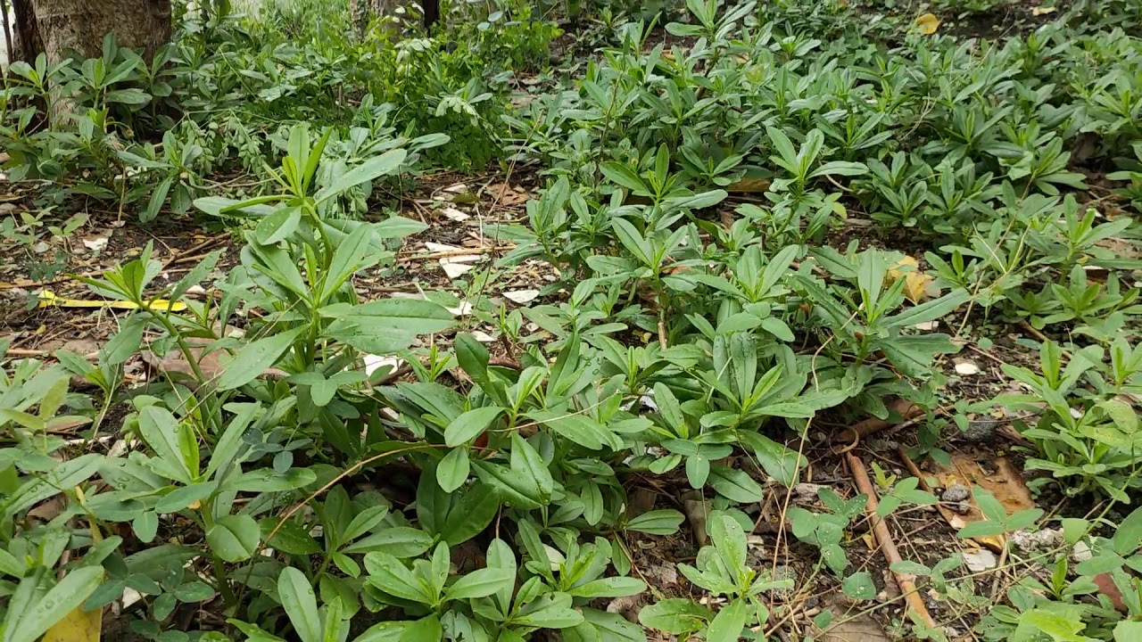 Budgie Food: Philippine Spinach or Talilong - YouTube