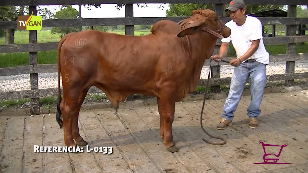 TORETE PURO PARA LA REPRODUCCIÓN, PESO PROM/ANIMAL 300 KG, PTO. TRIUNFO ...