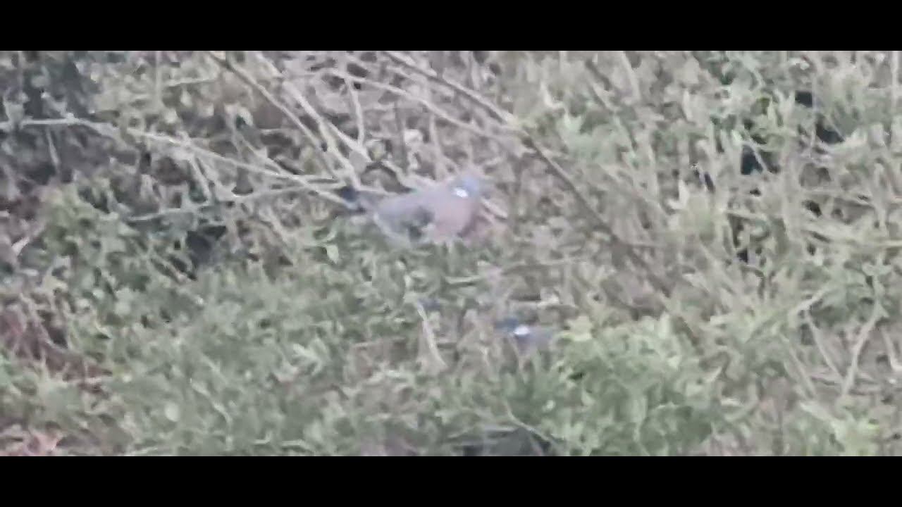 Pigeons eating fresh shoots on the tree - YouTube