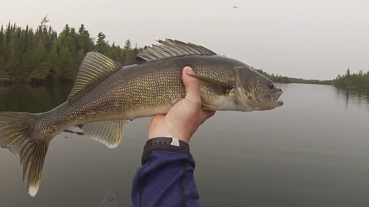 BWCA Walleye May 2019 - YouTube