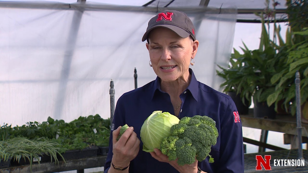 Backyard Farmer Presents Lifestyle Gardening 503 - YouTube