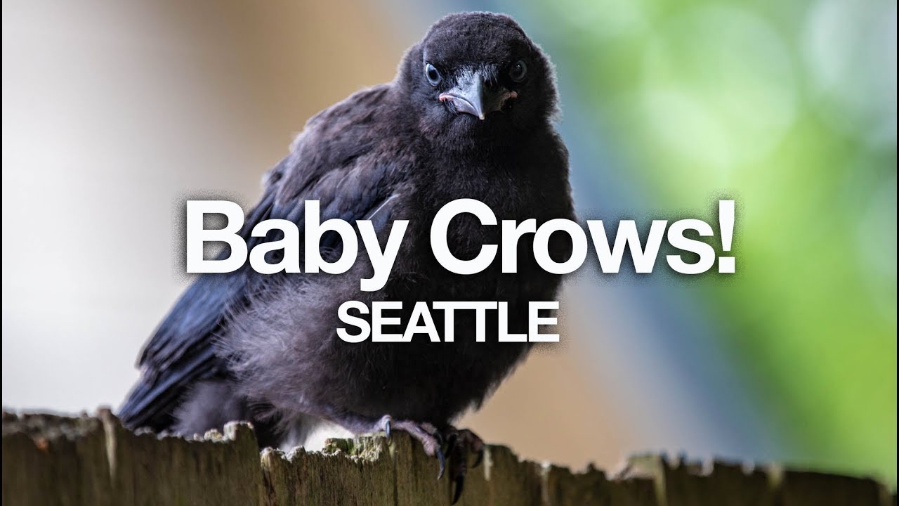 Baby Crows / Seattle - YouTube