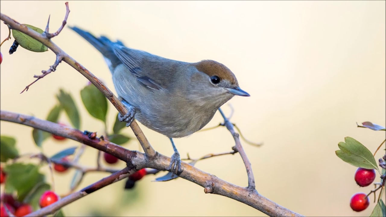 Blackcap Song | Free Sound Effects | Animal Sounds - YouTube