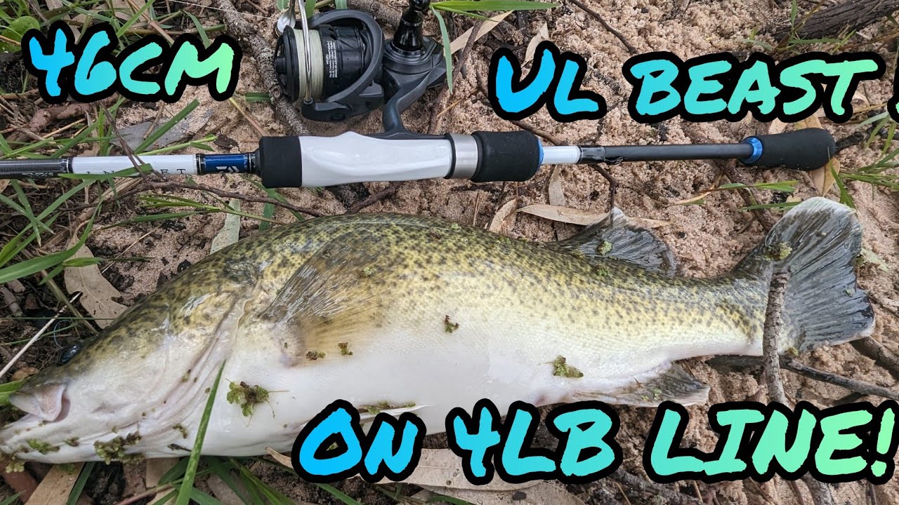Murray Cod On ULTRALIGHT tackle - YouTube